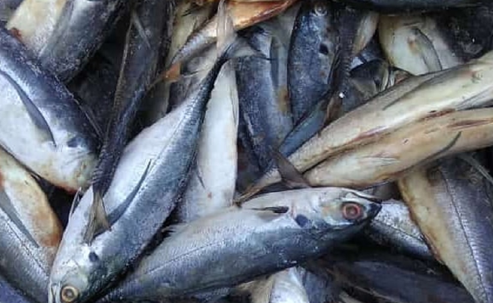 Makanlah Ikan saat Sahur dan Berbuka agar Tidak Lapar - MEPNEWS.ID